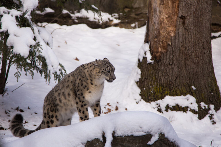 10 Must-Try Winter Activities in Providence, RI - Visit New England Blog